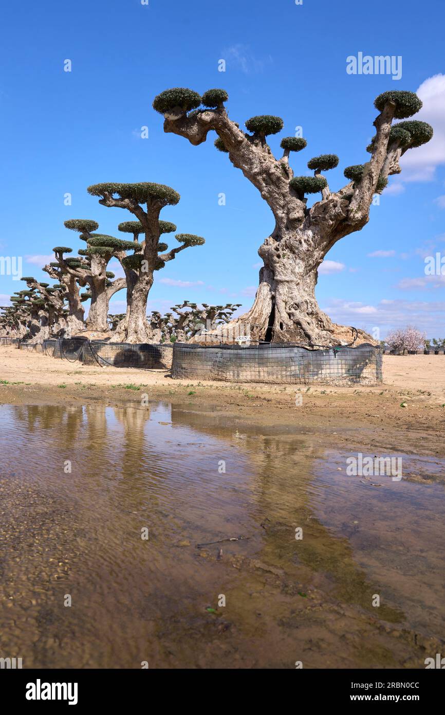 very old, specially designed Olive trees at the spanish Costa Blanca ...