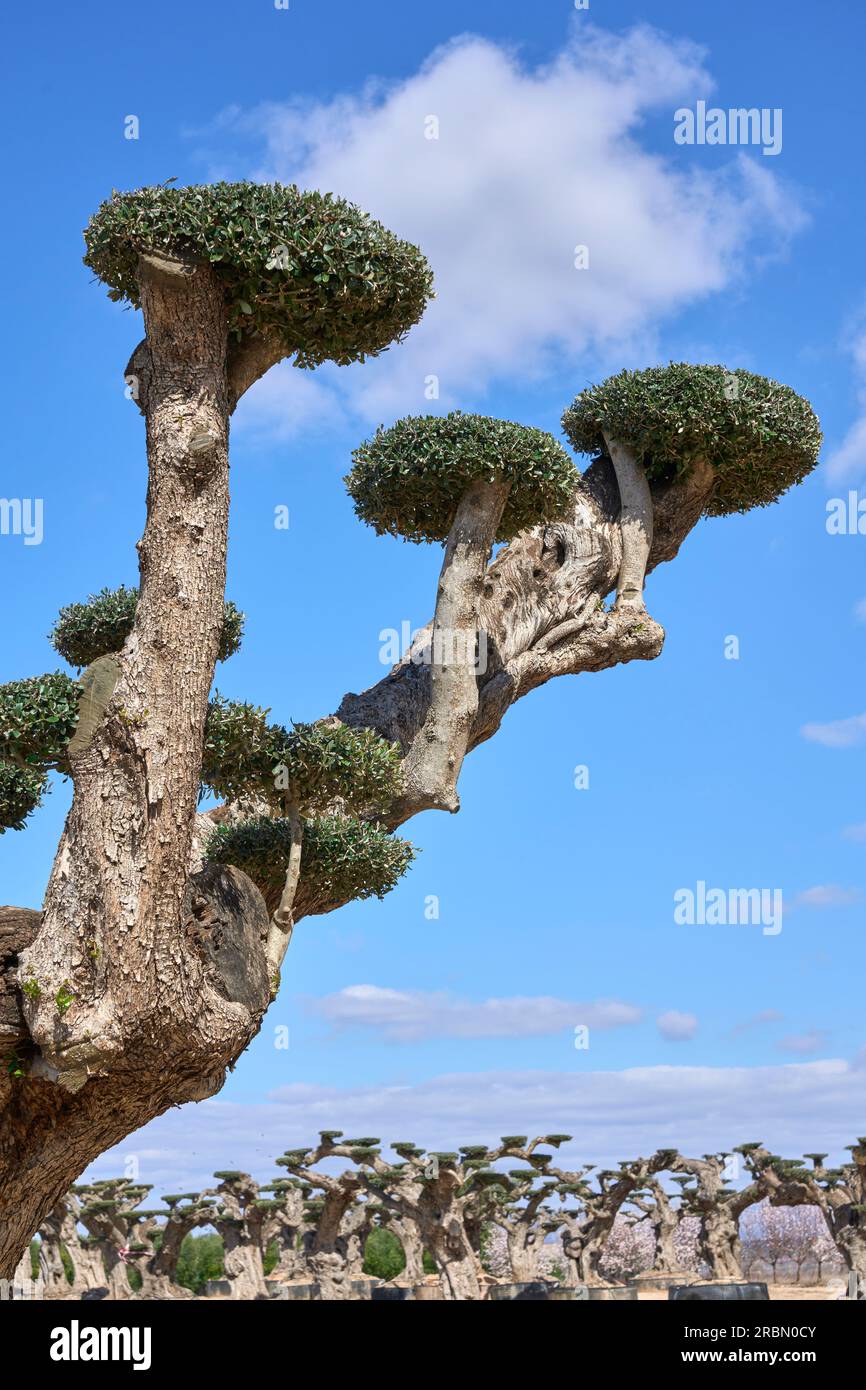 very old, specially designed Olive trees at the spanish Costa Blanca ...
