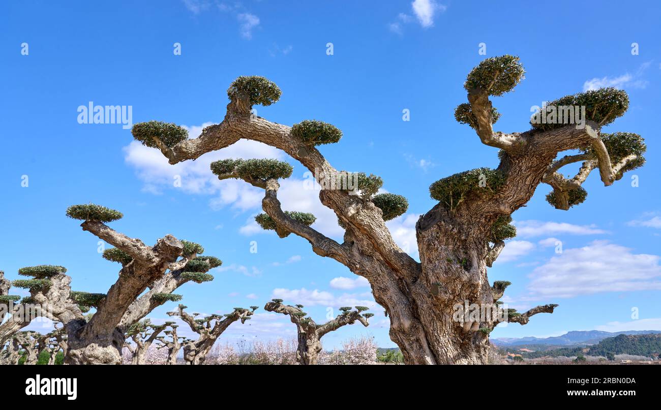 very old, specially designed Olive trees at the spanish Costa Blanca ...