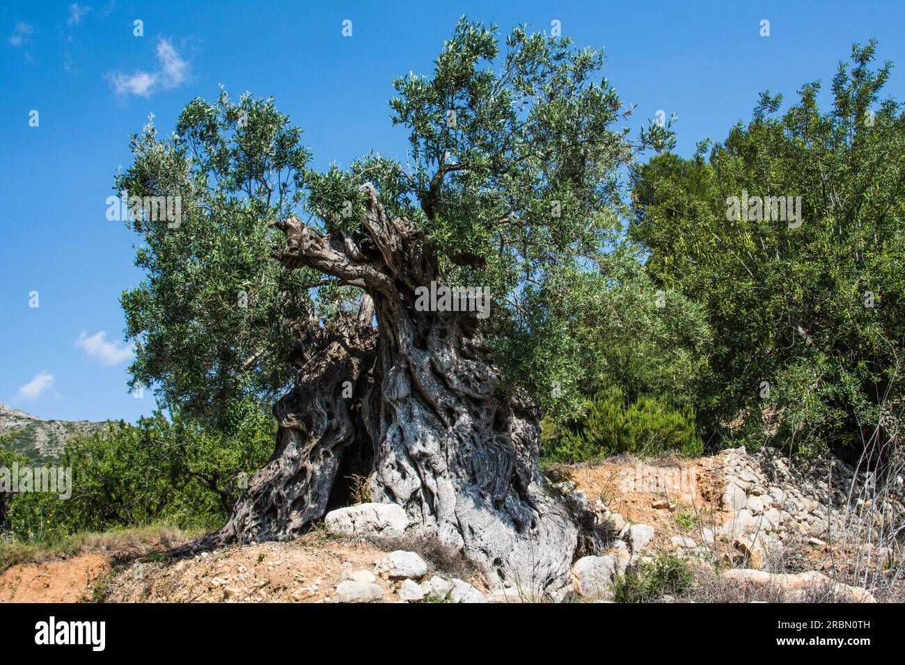 Costa Blanca, Spain Olive tree about 800 years old Stock Photo - Alamy