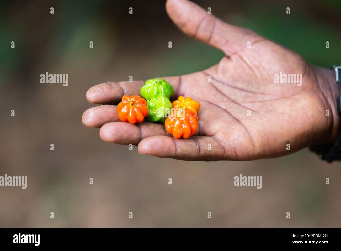 Some fruits of Eugenia Uniflora, Cayenne Cherry, in a hand. Entebbe ...