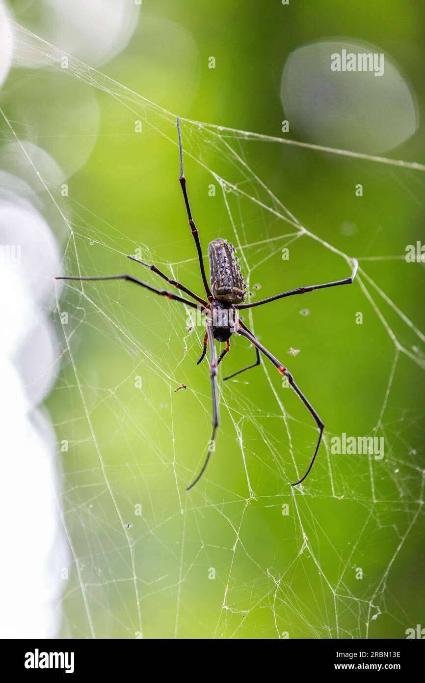 Giant spider of the genus Nephila (King Spider) on its web. Entebbe ...