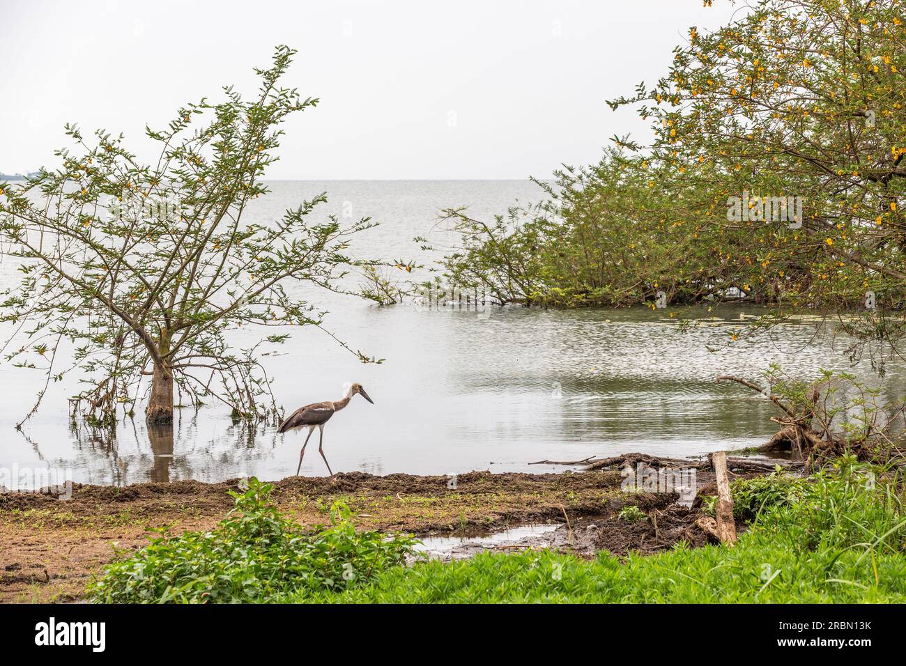 Stork on the shores of Lake Victoria in Entebbe, Uganda Stock Photo - Alamy