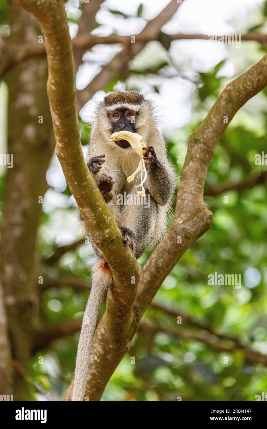African monkey in a tree, eating a fruit. Entebbe Botanical Garden ...