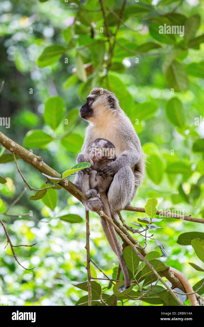 Female African monkey, carrying her young. Entebbe Botanical Garden ...