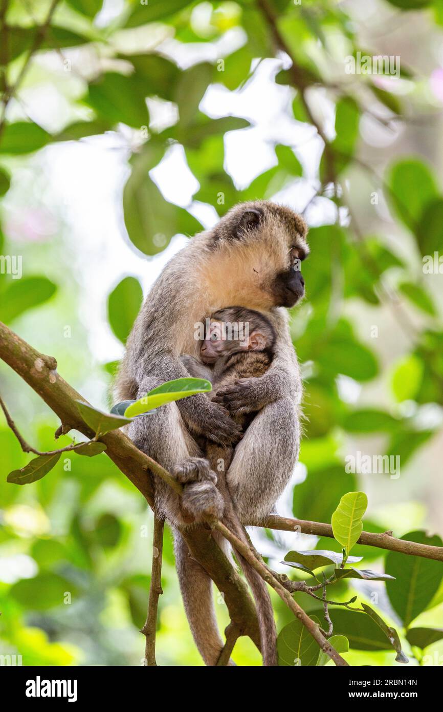 Female African monkey, carrying her young. Entebbe Botanical Garden ...