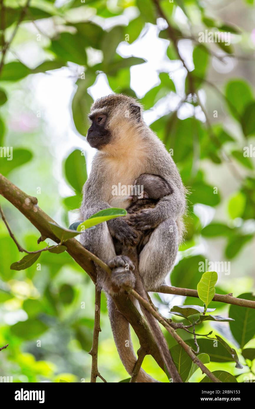 Female African monkey, carrying her young. Entebbe Botanical Garden ...