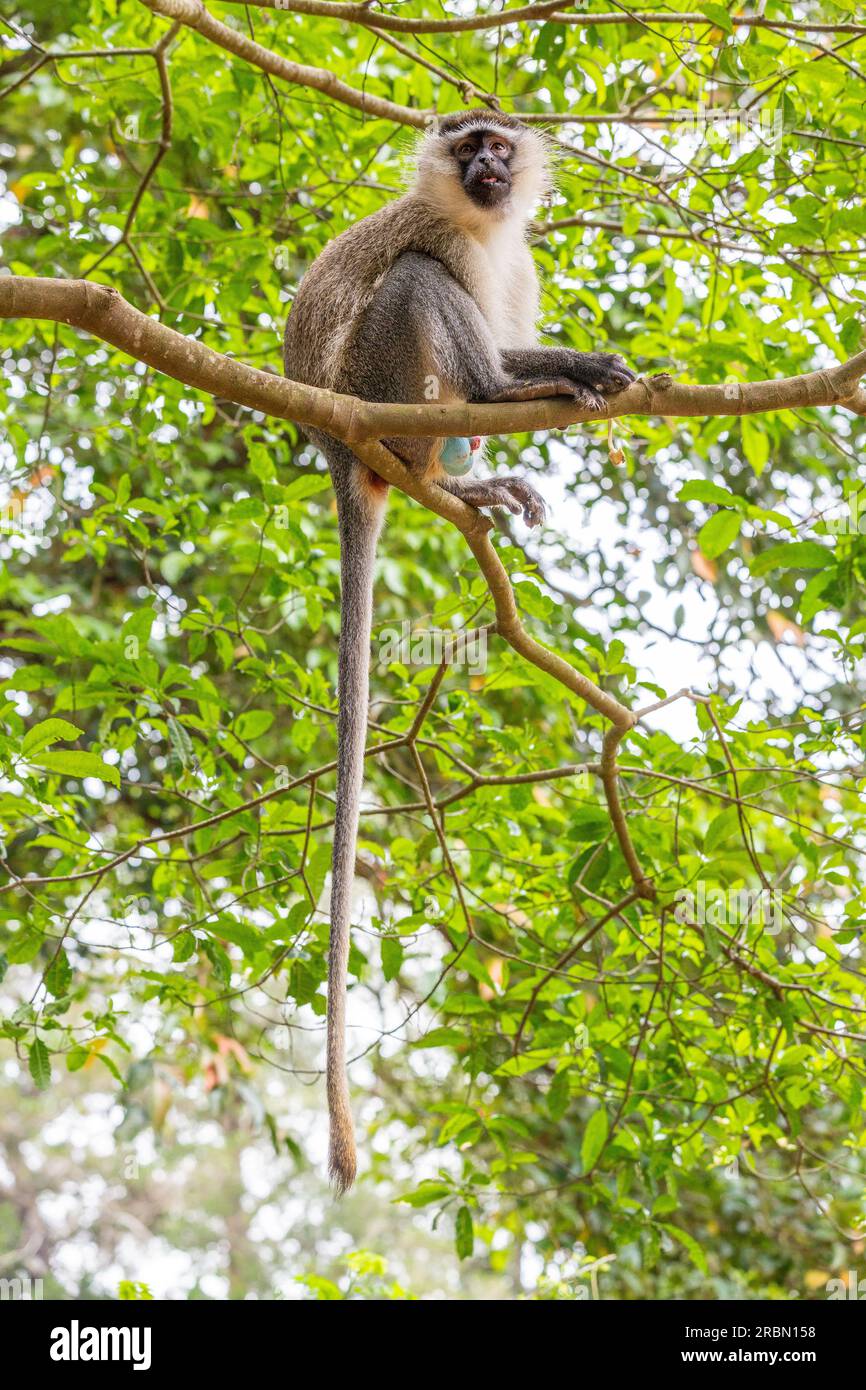 African long-tailed monkey, perched on a branch, watching. Entebbe ...