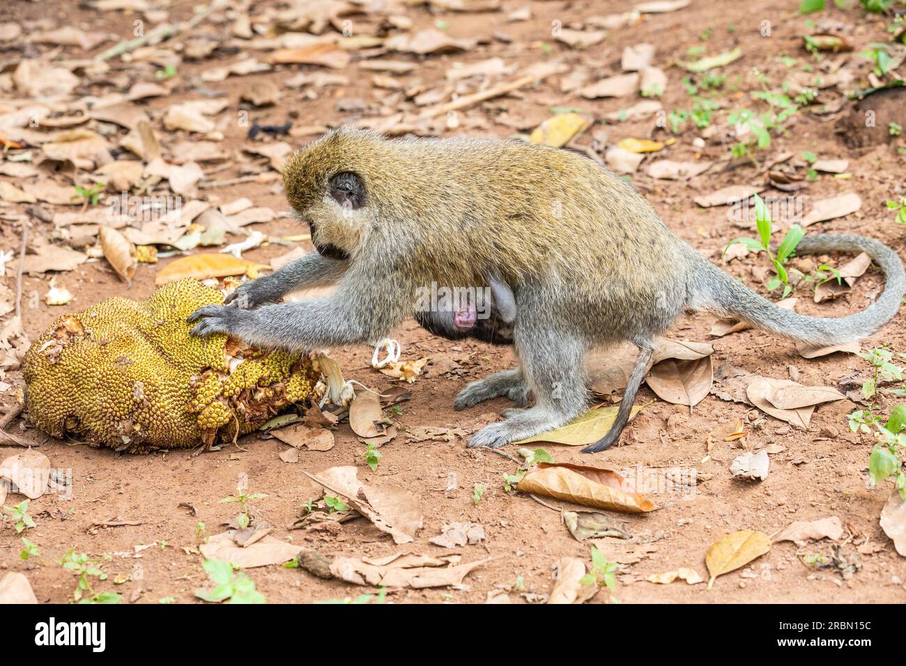 Female African monkey, carrying her young, feeding. Entebbe Botanical ...