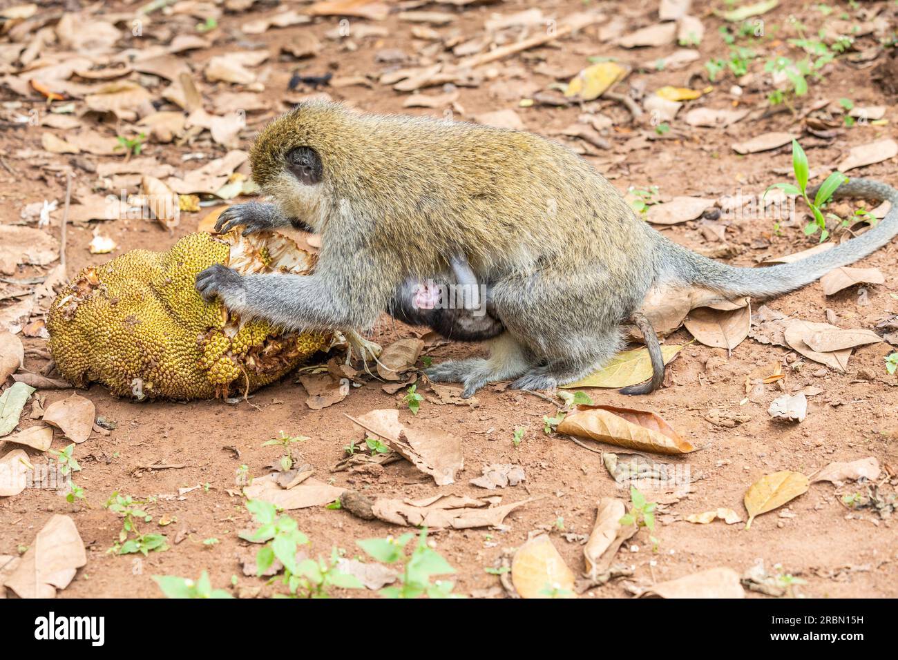 Female African monkey, carrying her young, feeding. Entebbe Botanical ...
