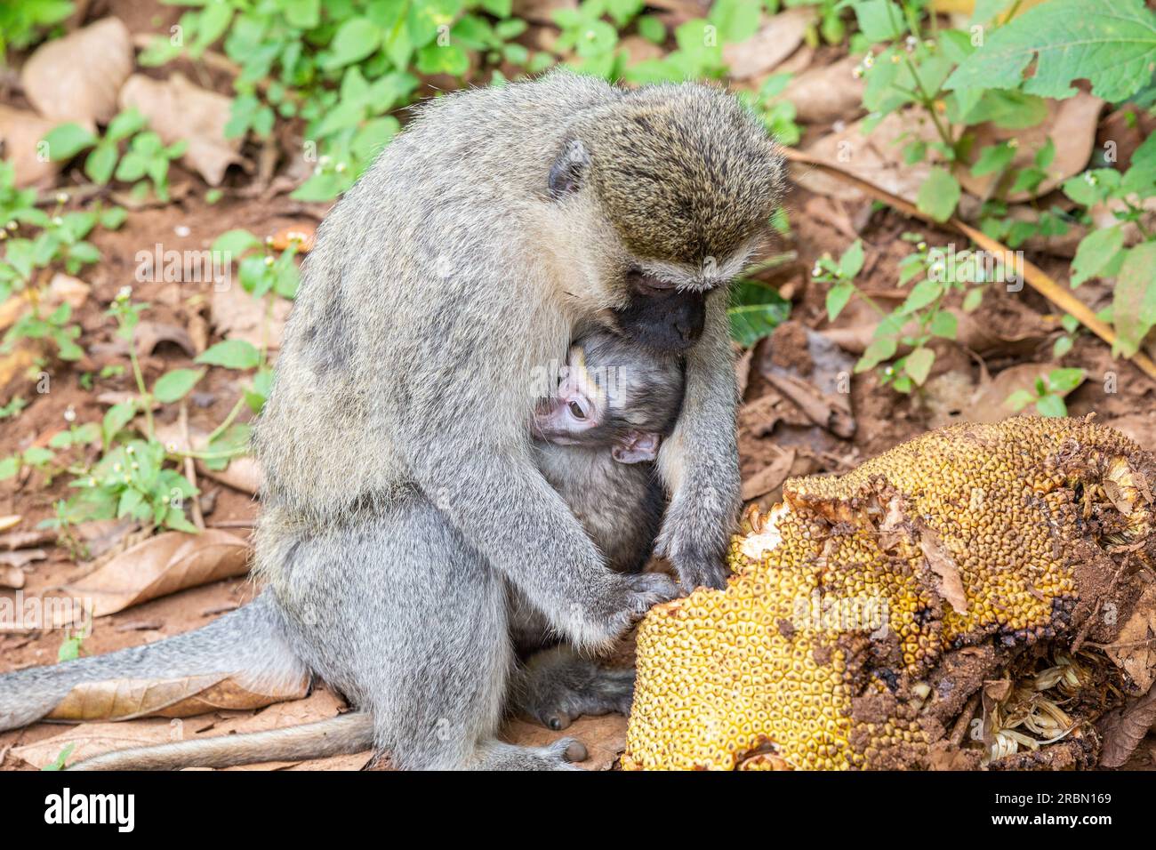 Female African monkey, carrying her young, feeding. Entebbe Botanical Garden, Uganda Stock Photo ...