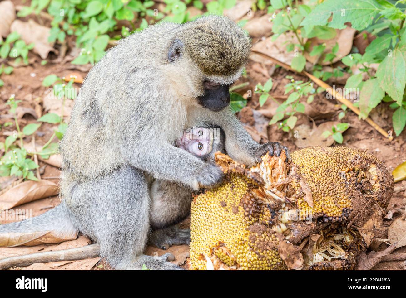 Female African monkey, carrying her young, feeding. Entebbe Botanical ...