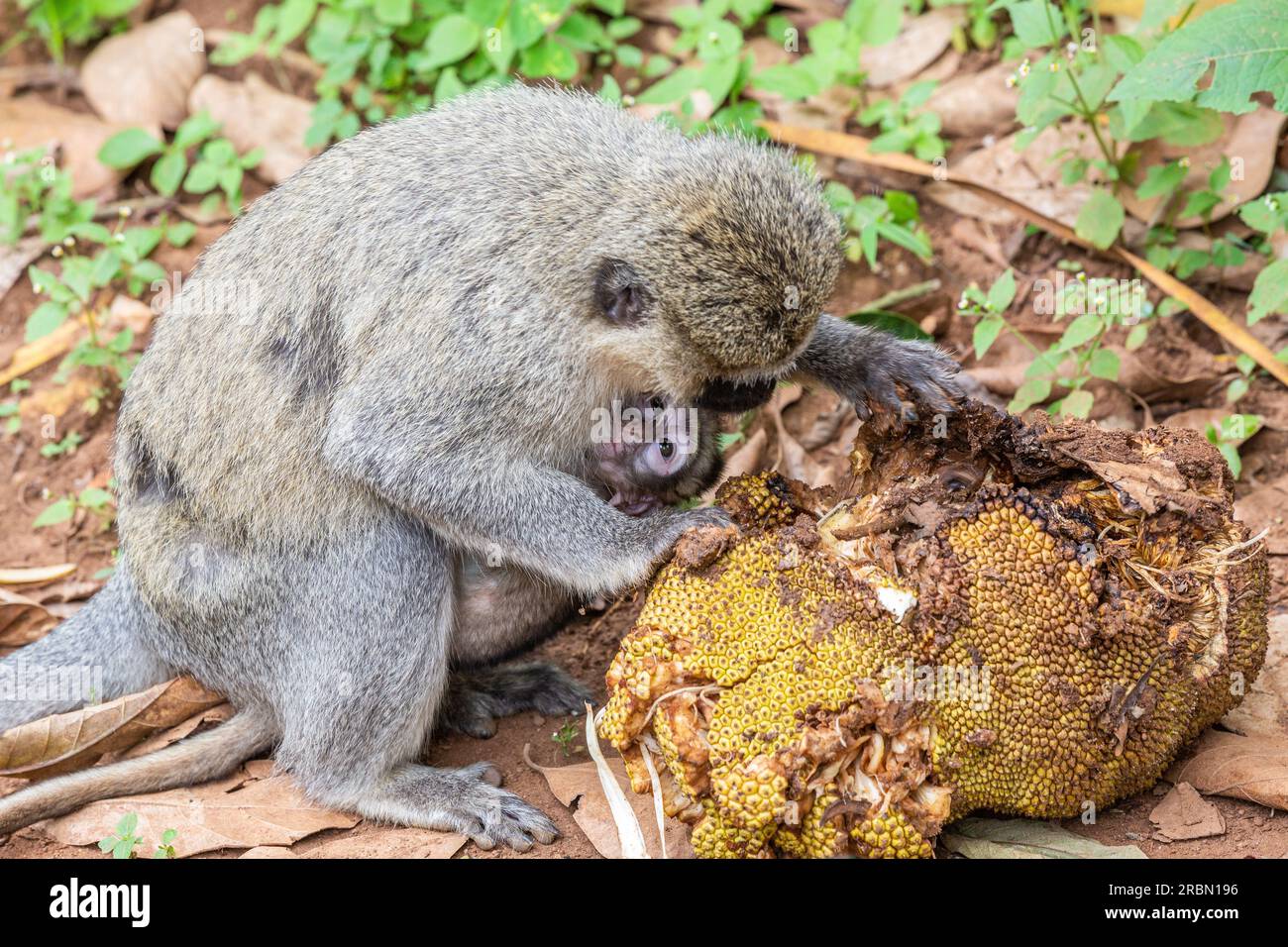Female African monkey, carrying her young, feeding. Entebbe Botanical ...