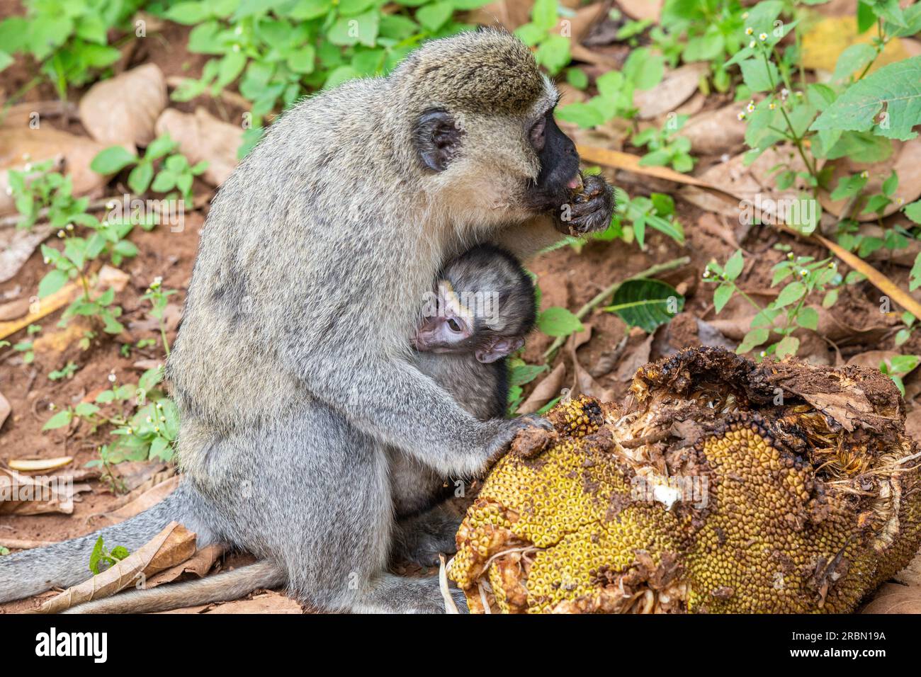 Female African monkey, carrying her young, feeding. Entebbe Botanical ...