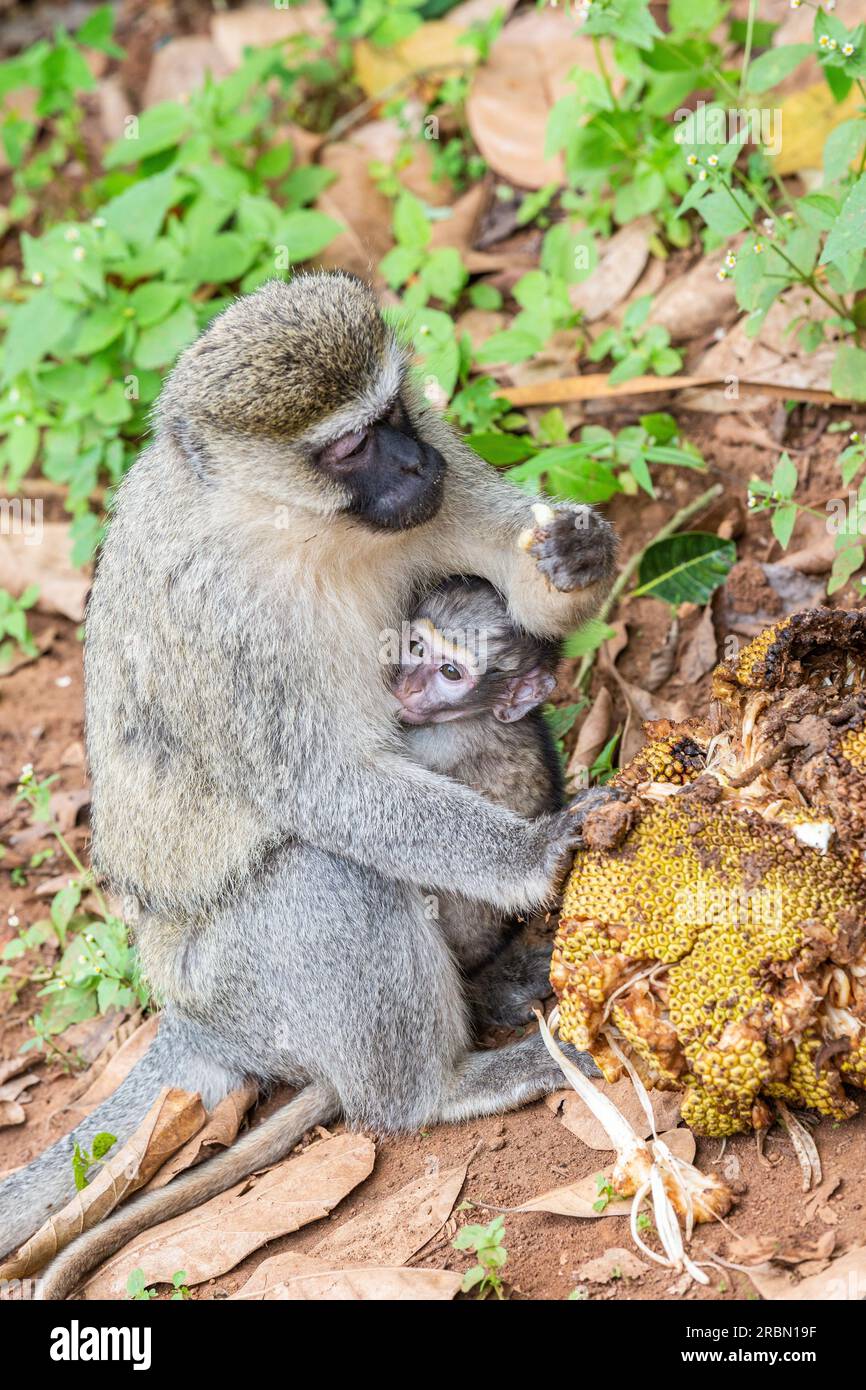 Female African monkey, carrying her young, feeding. Entebbe Botanical ...