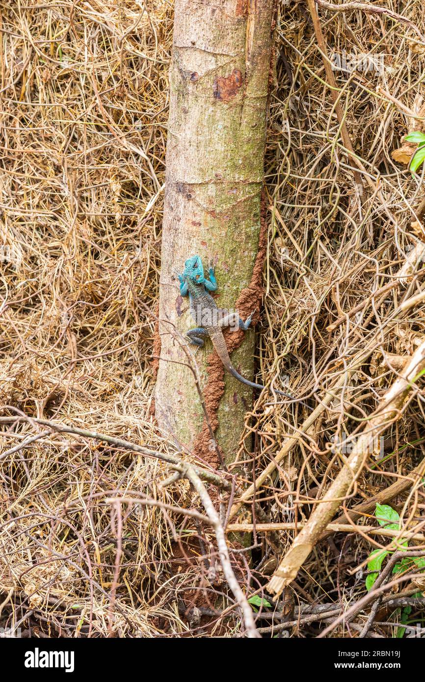 Blue-headed agama lizard on the trunk of a tree. Entebbe Botanical ...