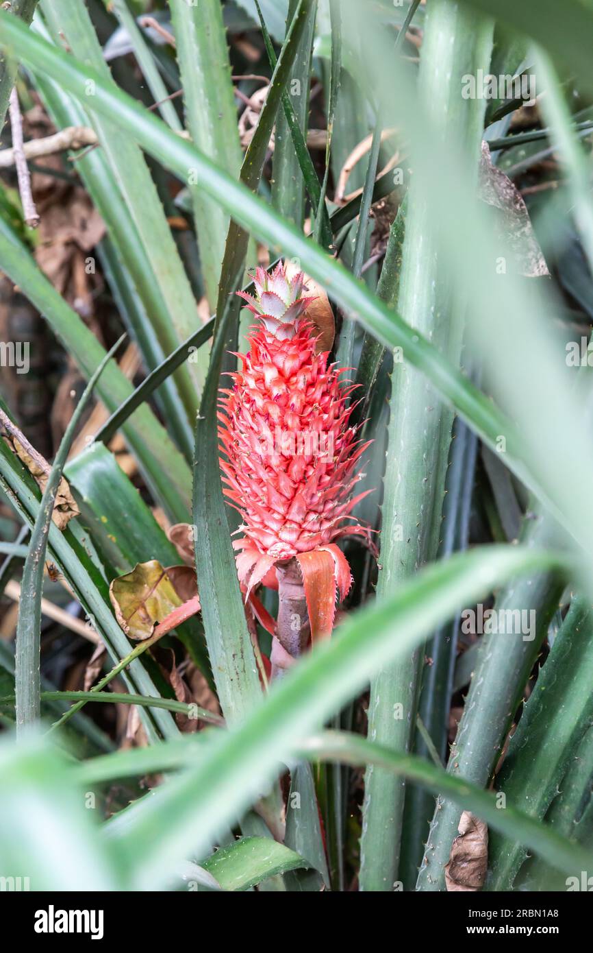 Pineapple plant in bloom. Entebbe Botanical Garden, Uganda Stock Photo ...