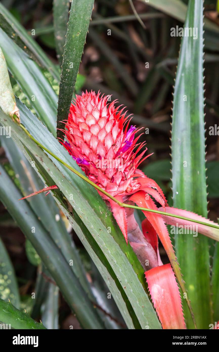 Pineapple plant in bloom. Entebbe Botanical Garden, Uganda Stock Photo ...