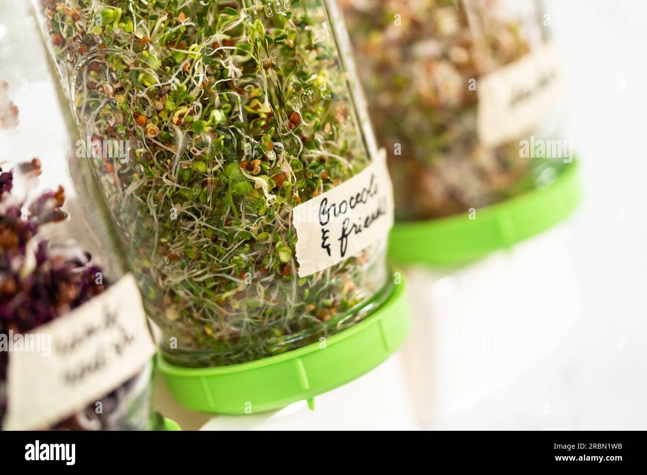 Growing sprouts in a jar Stock Photo - Alamy