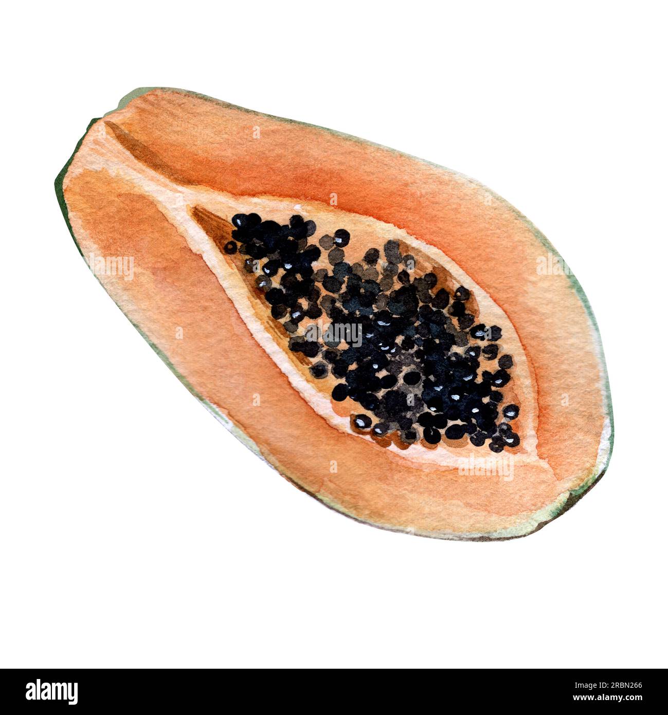 Papaya Fruit Drawing