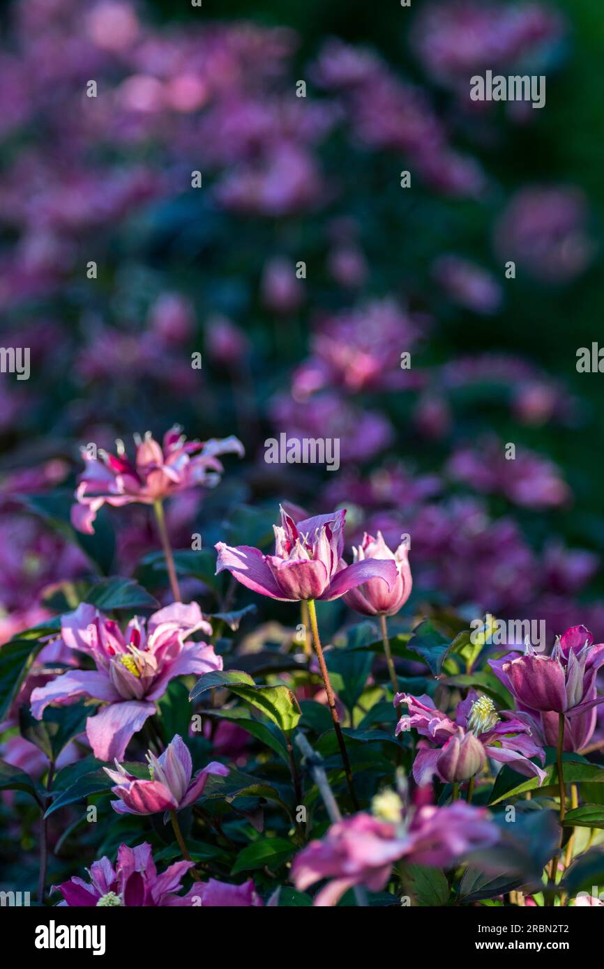 Beautiful pink Clematis flowers in spring. Sharp flowers in the front ...