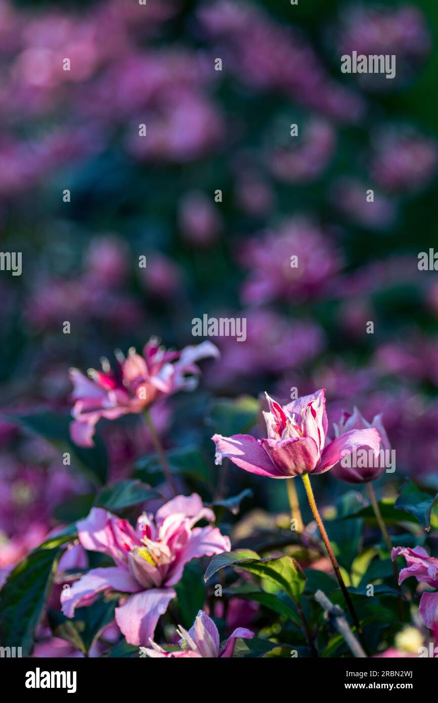 Beautiful pink Clematis flowers in spring. Sharp flowers in the front ...