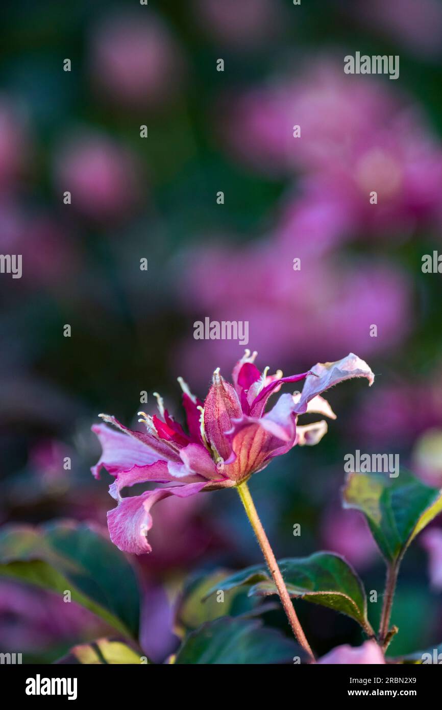 Beautiful pink Clematis flowers in spring. A sharp flower in the front ...