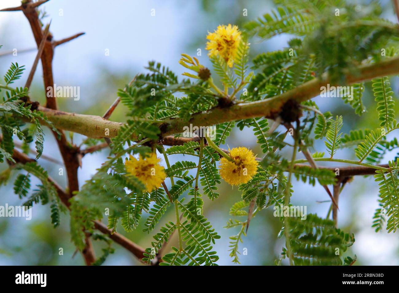 Fever tree spikes and yellow flowers photographed in the sun Stock ...
