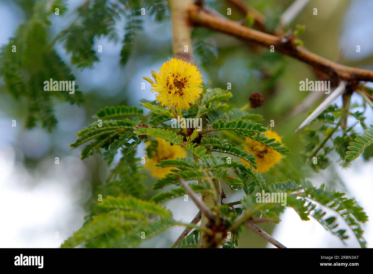 Fever tree spikes and yellow flowers photographed in the sun Stock ...