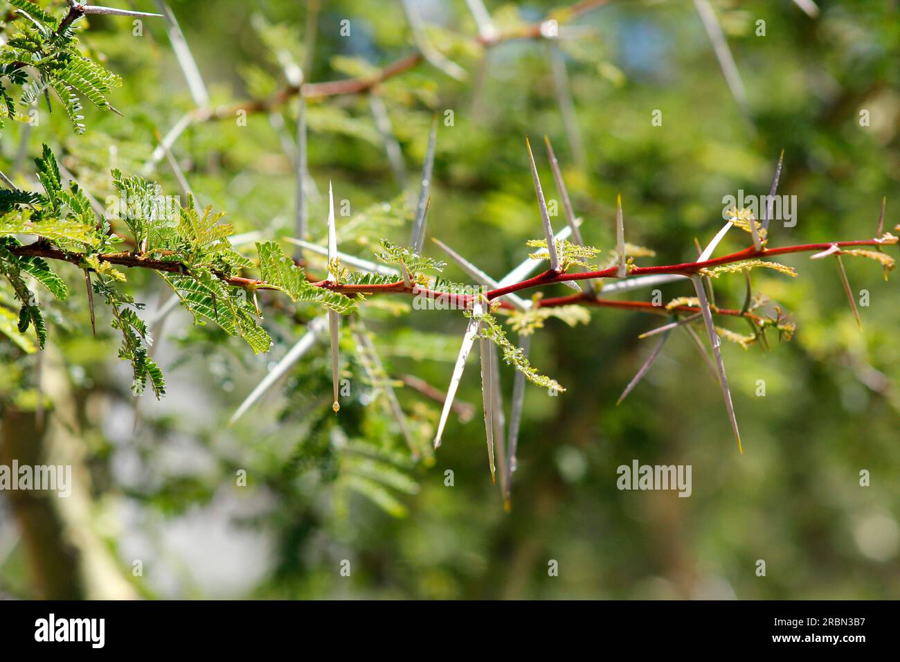Fever tree spikes and yellow flowers photographed in the sun Stock ...