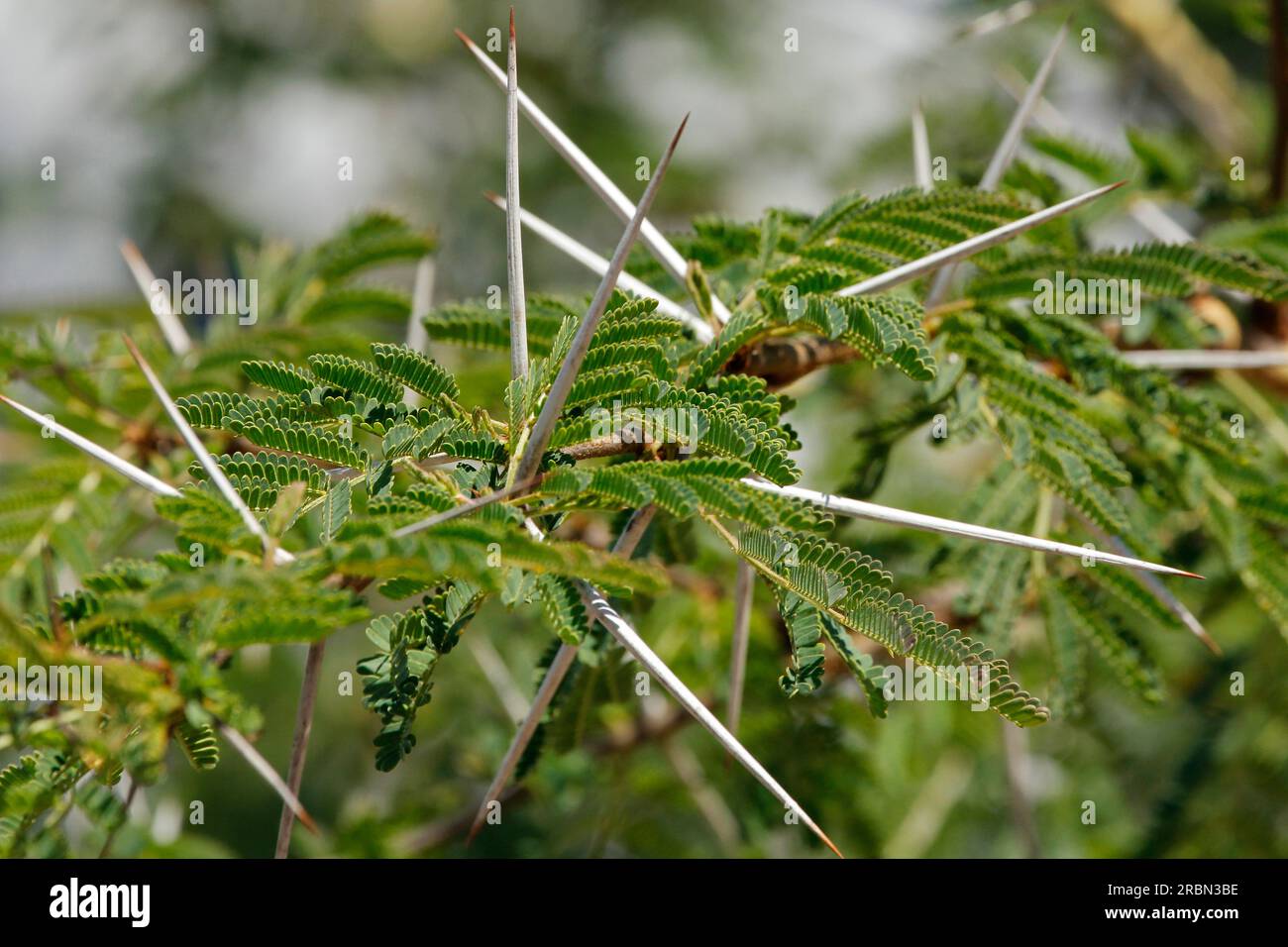 Indigenous cape town acacia tree hi-res stock photography and images ...