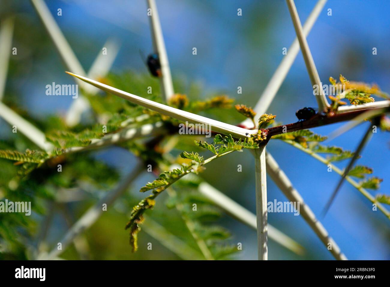 Fever tree spikes and yellow flowers photographed in the sun Stock ...