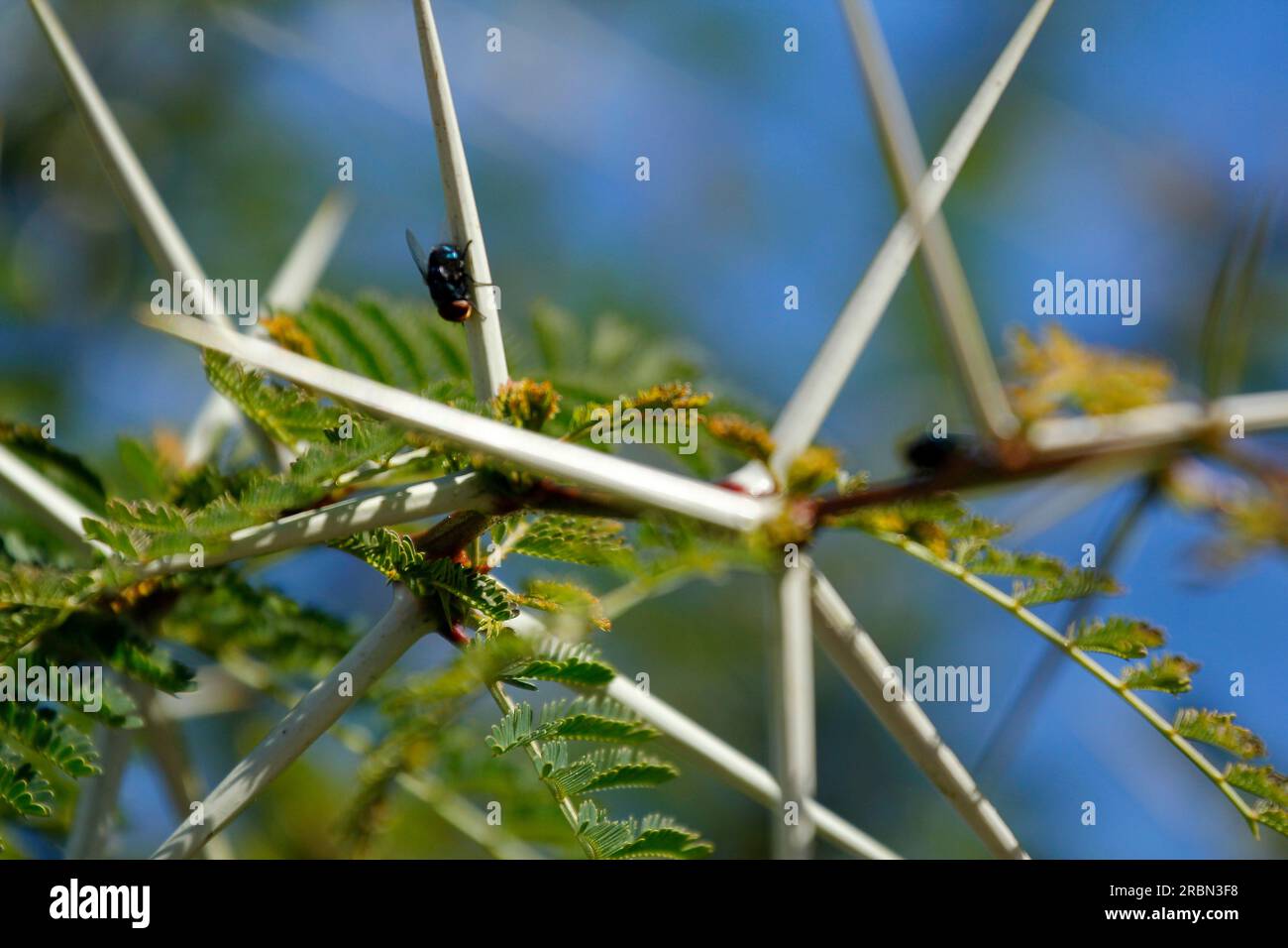 Fever tree spikes and yellow flowers photographed in the sun Stock ...