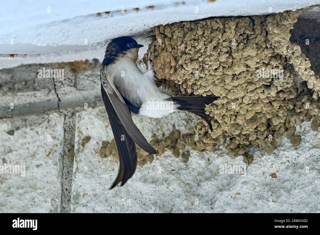 swallow bird, Hirundinidae, feeding her breed in their nest Stock Photo ...