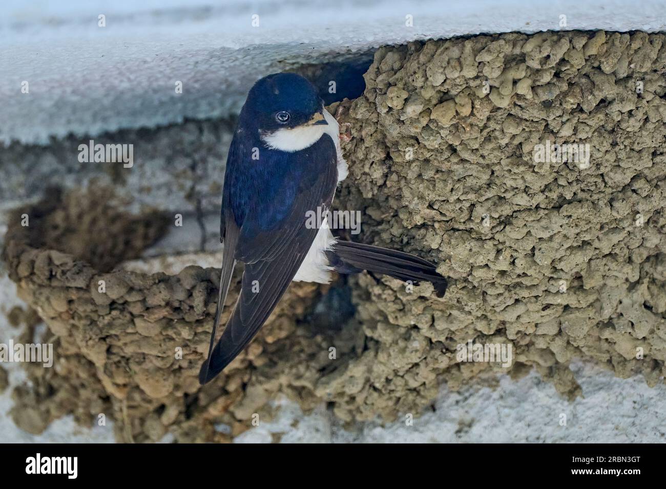 swallow bird, Hirundinidae, feeding her breed in their nest Stock Photo ...