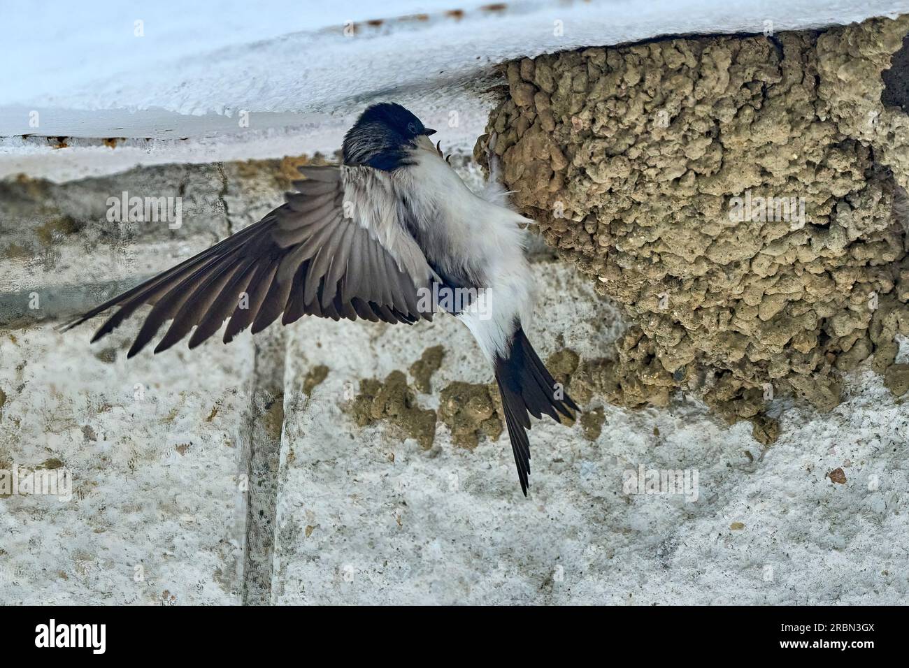 swallow bird, Hirundinidae, feeding her breed in their nest Stock Photo ...