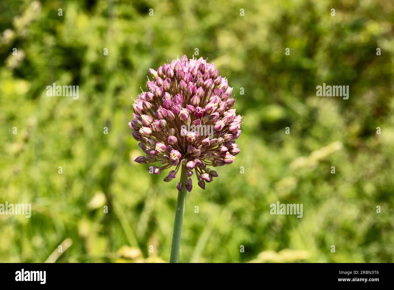 Ornamental plant of allium ampeloprasum commonly known as wild leek ...