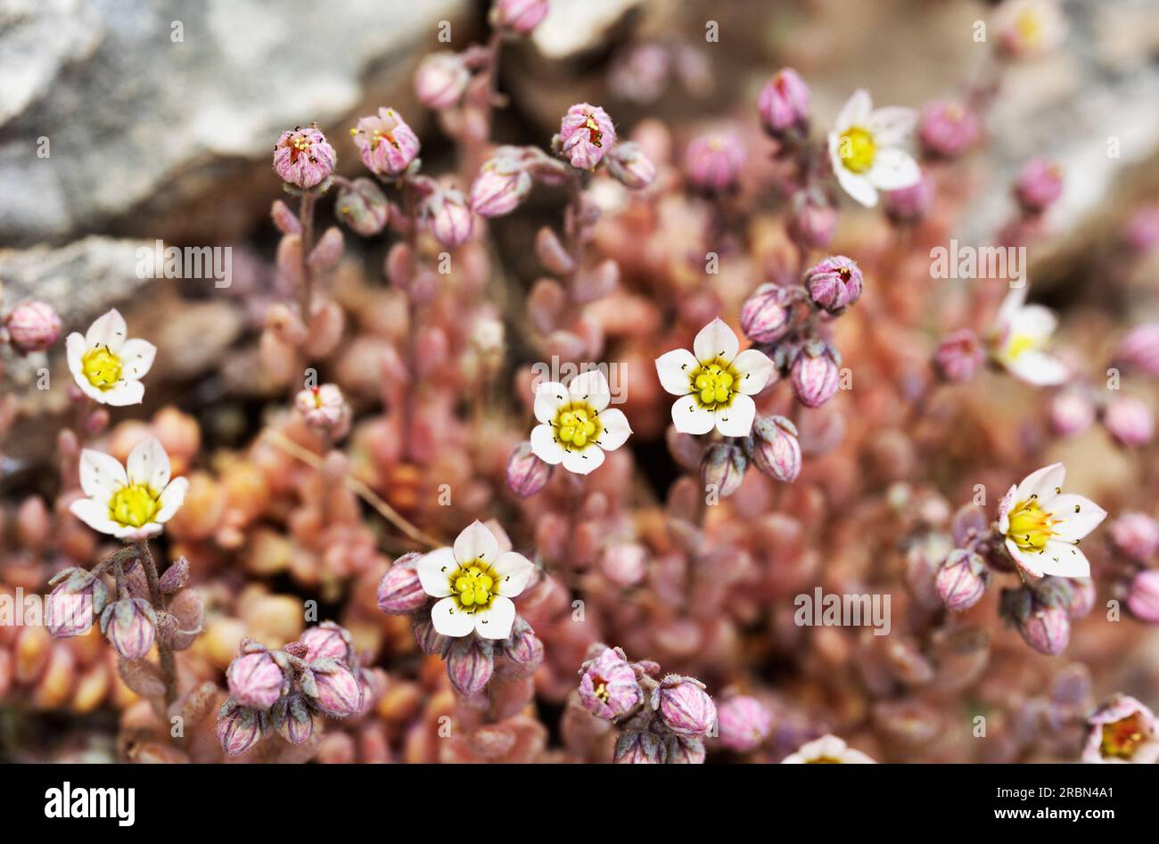 Sedum dasyphyllum or thick leaved stonecrop , succulent perennial plant ...