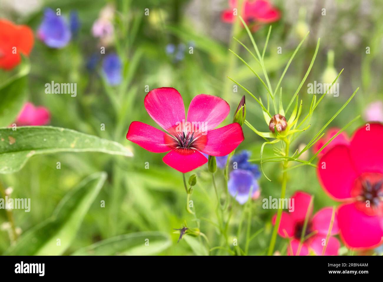 Flowering plant of flax flower , red linum grandiflorum Stock Photo - Alamy