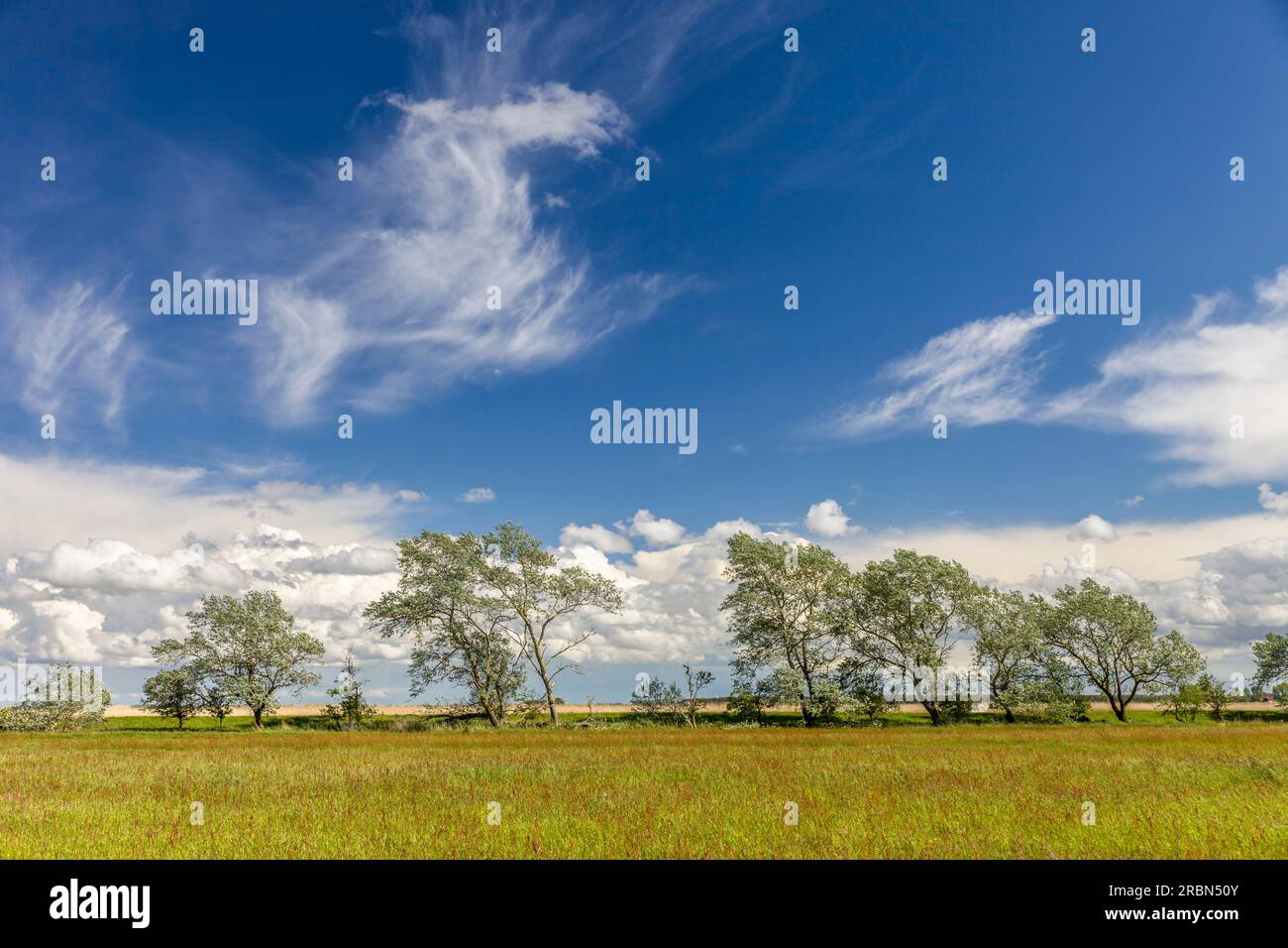 Wind bent trees hi-res stock photography and images - Alamy
