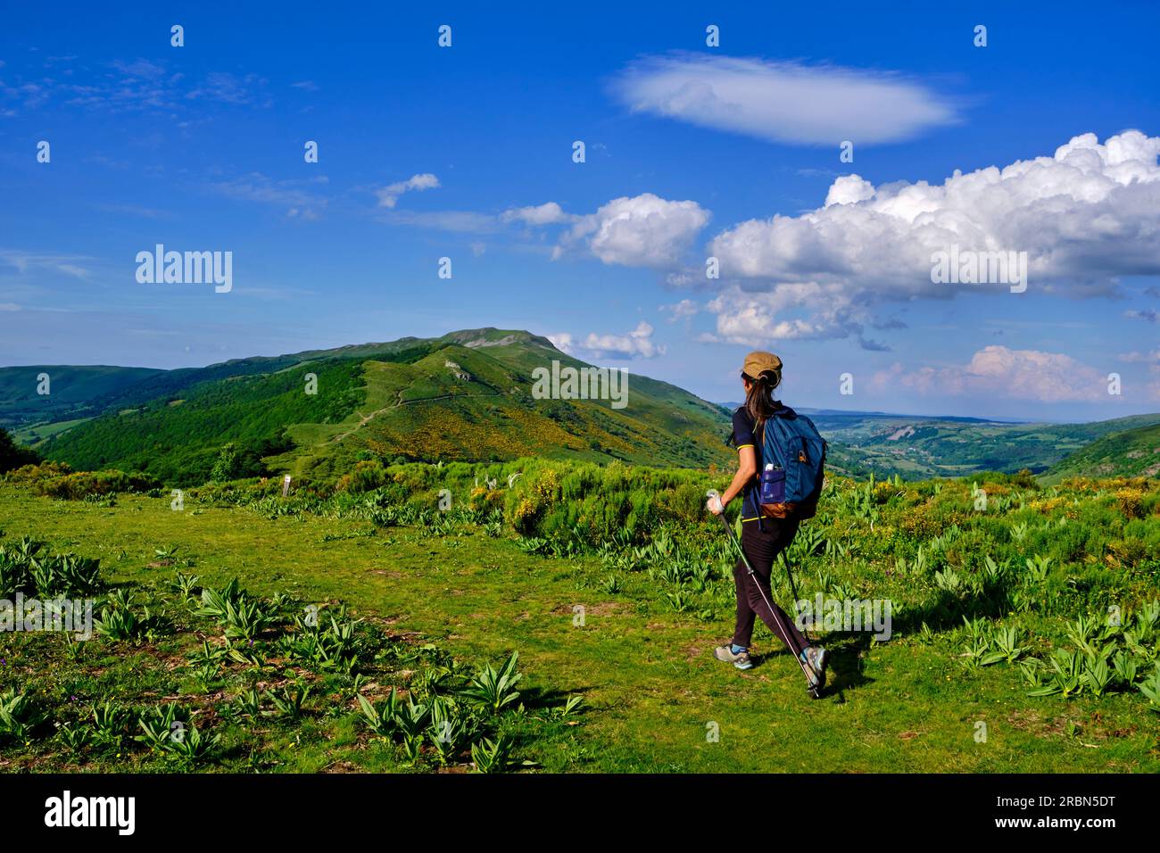 France, Cantal (15), Volcans d'Auvergne regional natural park, Cantal mountains, hike to Puy ...