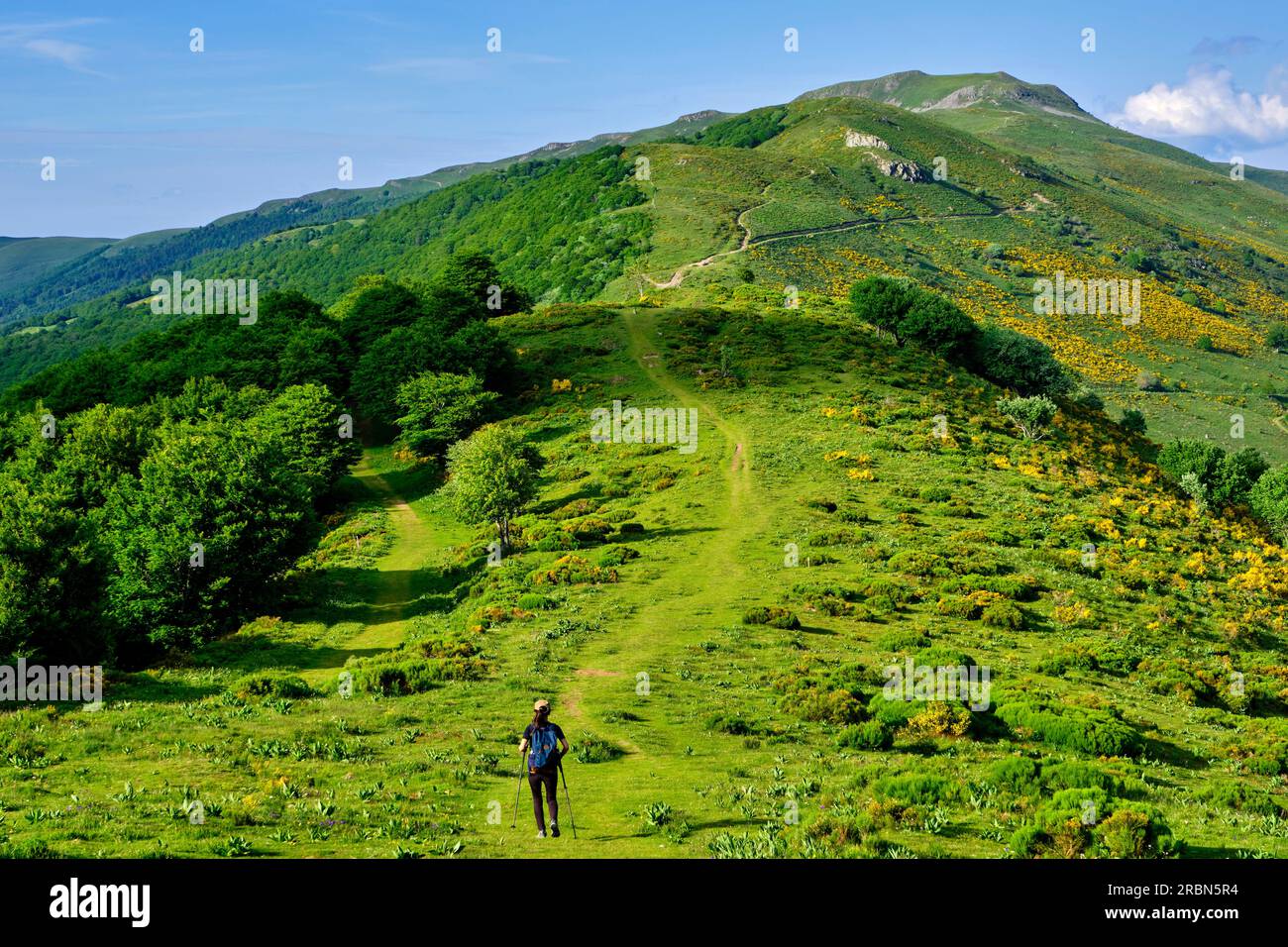 France, Cantal (15), Volcans d'Auvergne regional natural park, Cantal mountains, hike to Puy ...