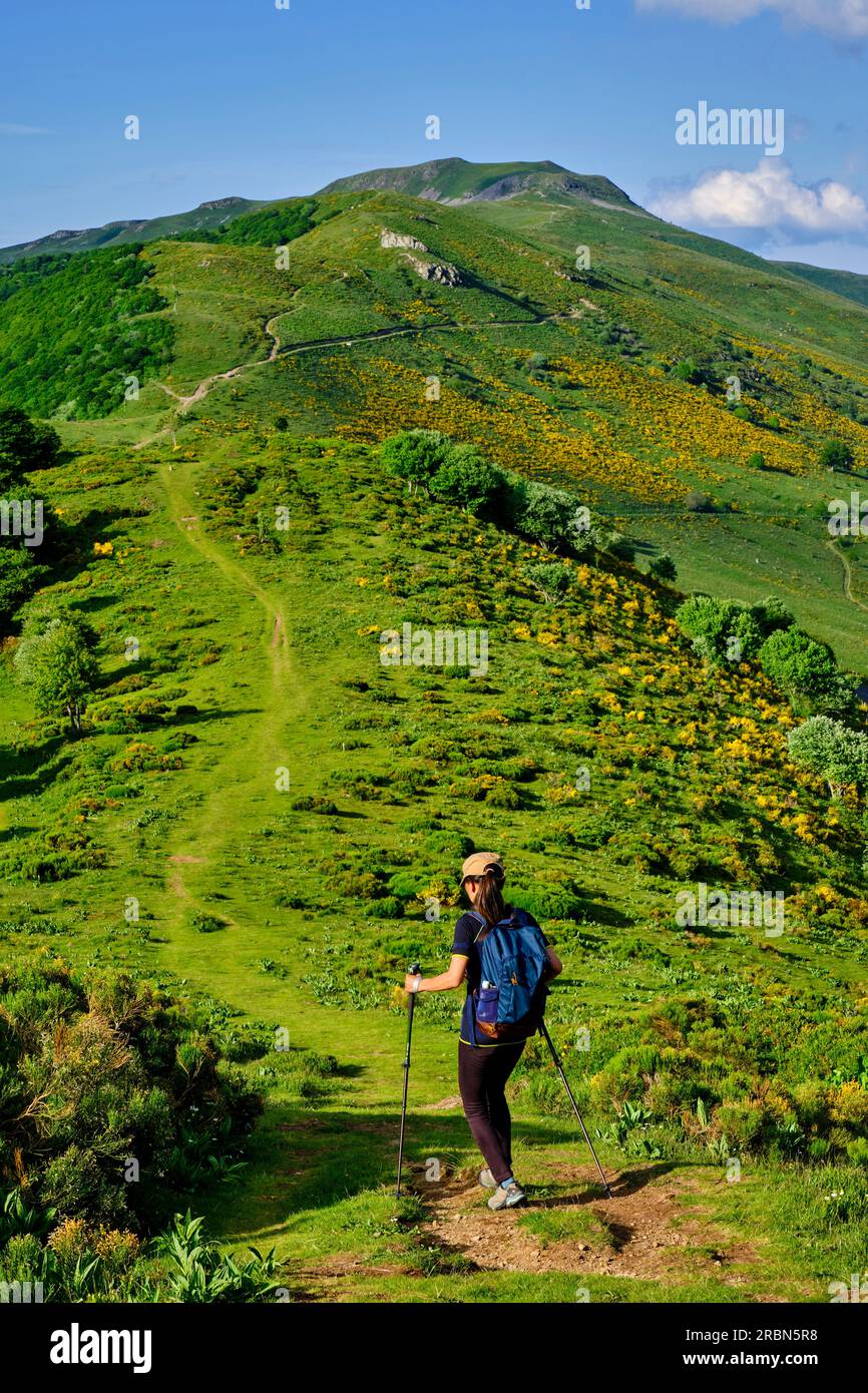 France, Cantal (15), Volcans d'Auvergne regional natural park, Cantal mountains, hike to Puy ...
