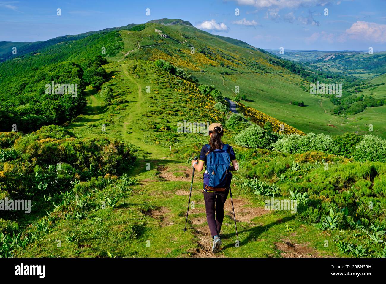 France, Cantal (15), Volcans d'Auvergne regional natural park, Cantal mountains, hike to Puy ...