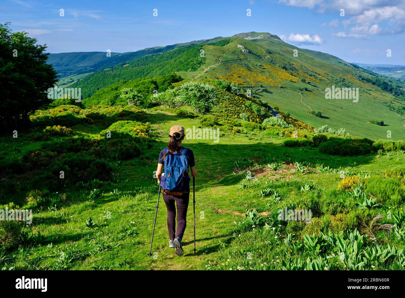 France, Cantal (15), Volcans d'Auvergne regional natural park, Cantal mountains, hike to Puy ...