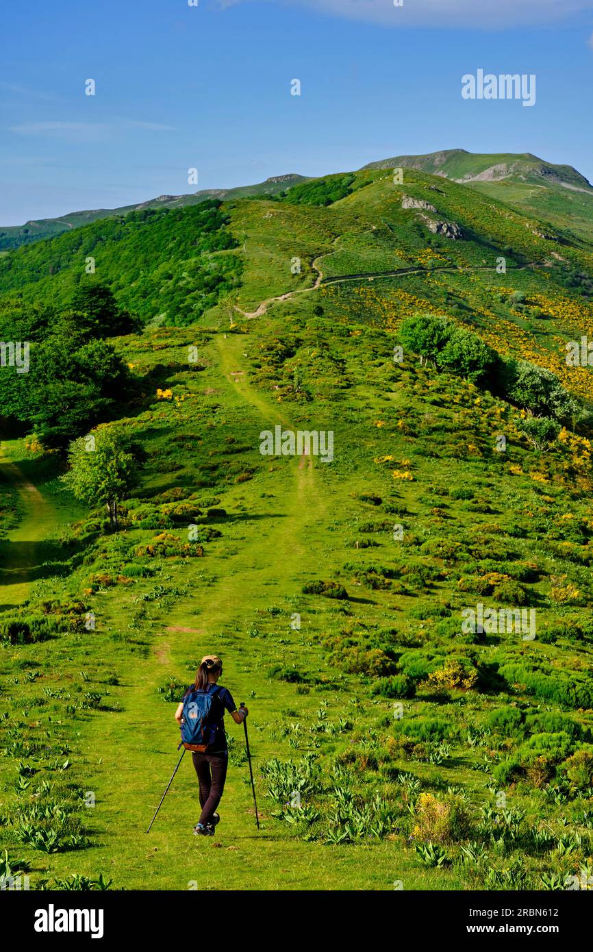 France, Cantal (15), Volcans d'Auvergne regional natural park, Cantal mountains, hike to Puy ...
