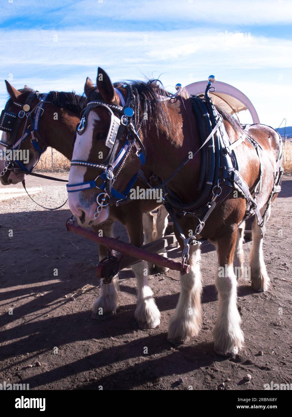 Horses pulling a carriage Stock Photo - Alamy