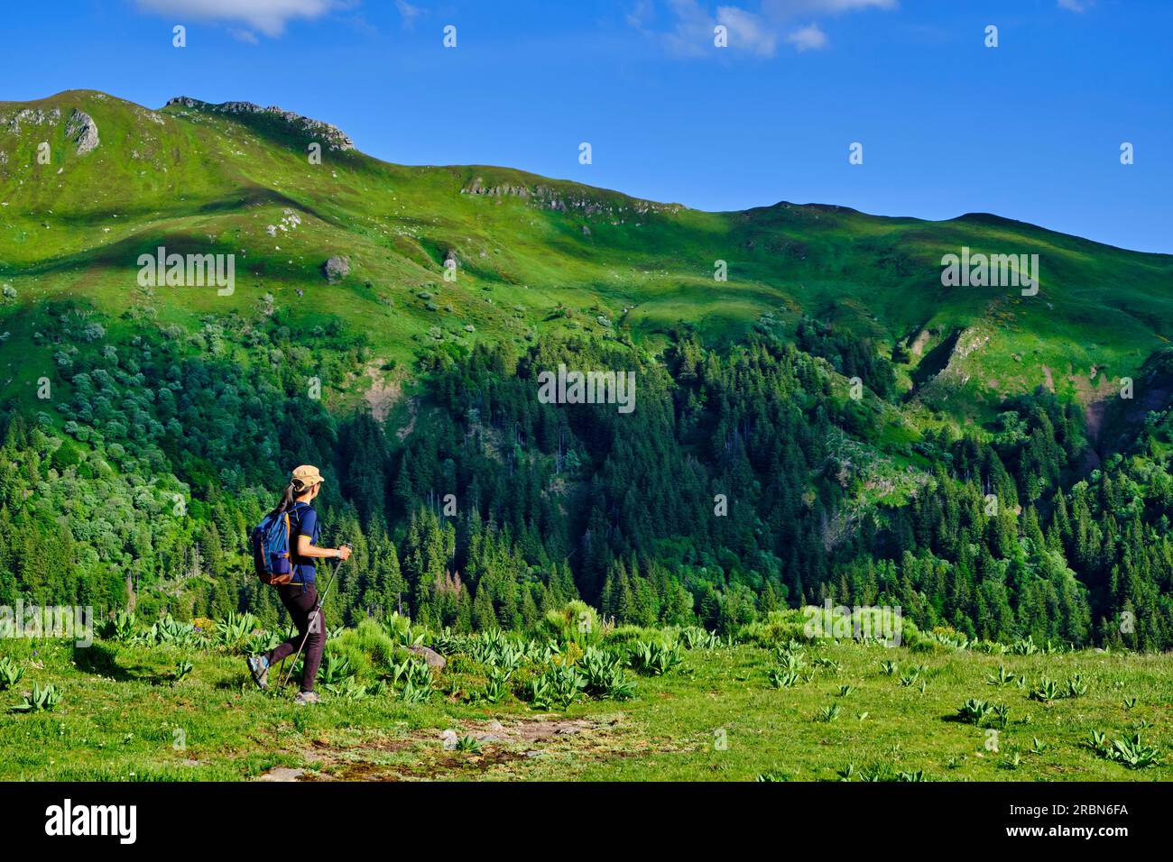 France, Cantal (15), Volcans d'Auvergne regional natural park, Cantal mountains, hike to Puy ...
