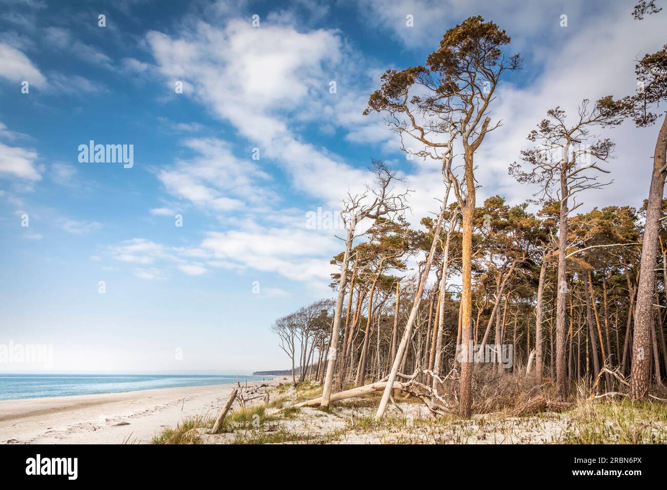 Trees at Darss West Beach, Mecklenburg-Western Pomerania, North Germany ...