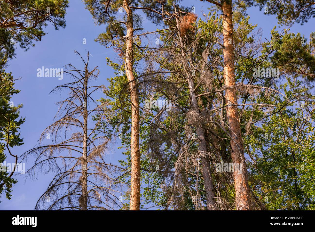 Dead conifers hi-res stock photography and images - Alamy